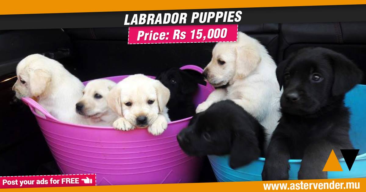 Labrador Puppies | Aster Vender Dogs