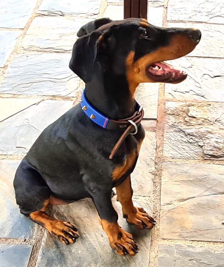 Doberman puppy requires new home | Aster Vender Dogs