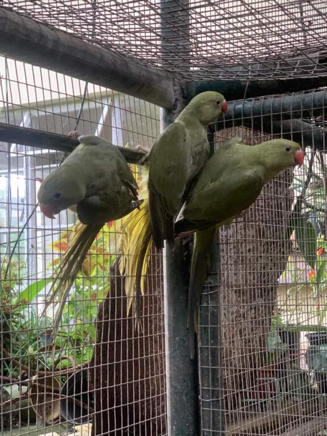 Cato Militaire | Aster Vender Other Animals