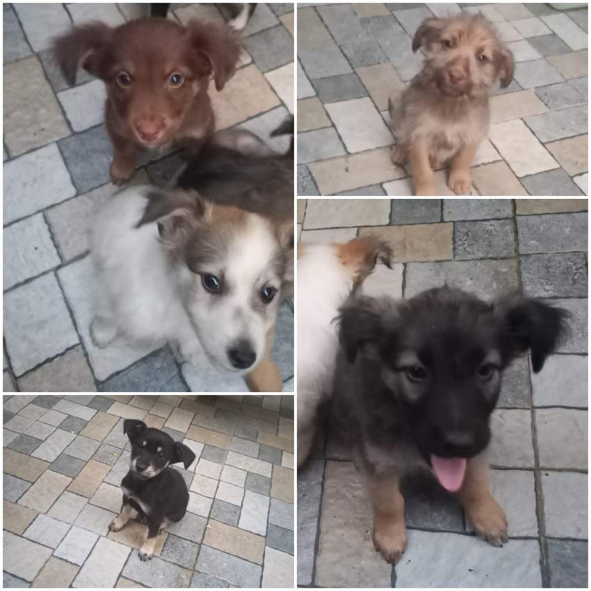 Dogs | Aster Vender Dogs